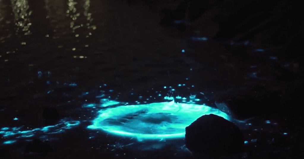 The Enchanting World of Bioluminescence: A Natural Wonder in Florida